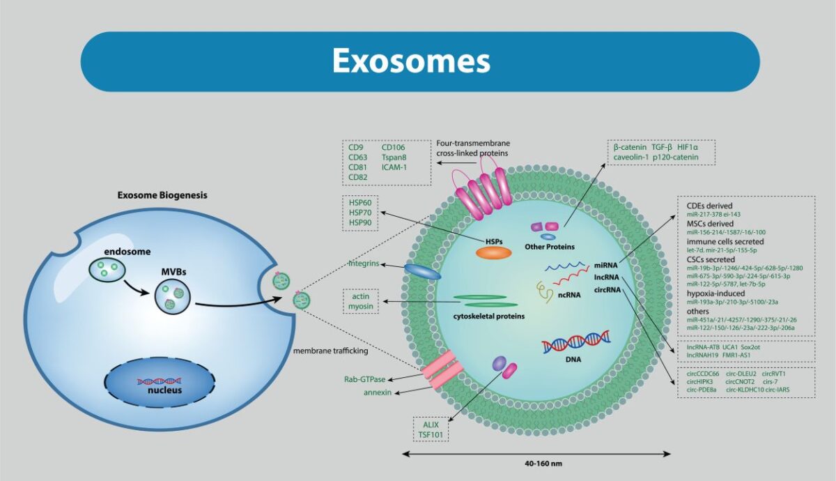 Intravenous Exosomes - Regen Joint & Spine